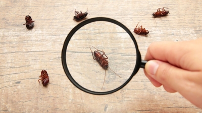 Pest Control In Colorado Springs, CO | High Country Pest Control