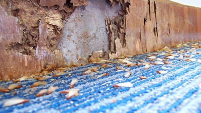 Pest Control In Colorado Springs, CO | High Country Pest Control