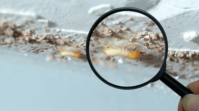 Pest Control In Colorado Springs, CO | High Country Pest Control