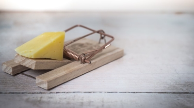 Pest Control In Colorado Springs, CO | High Country Pest Control