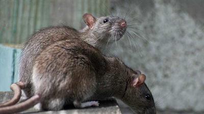 Pest Control In Colorado Springs, CO | High Country Pest Control