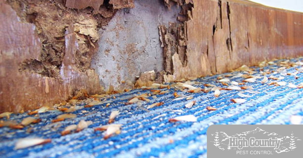 How to Tell if You Have a Pest Infestation