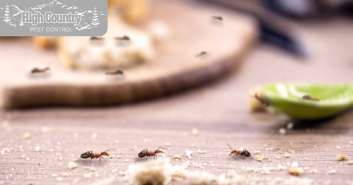 How to Prevent Ant Infestations in Your Home