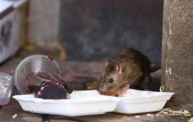 Effective Rodent Exclusion Techniques: Keeping Unwanted Guests Out Of ...