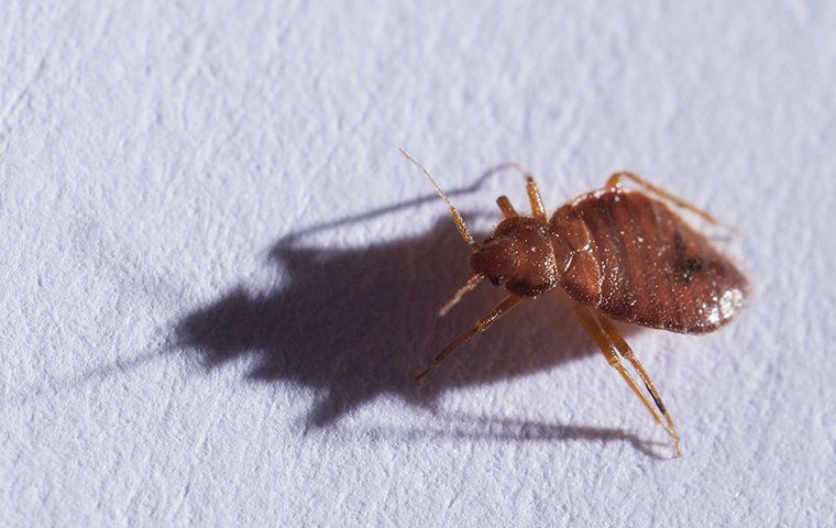 Don't Let The Bed Bugs Bite: The Effective Control Solutions For Your ...