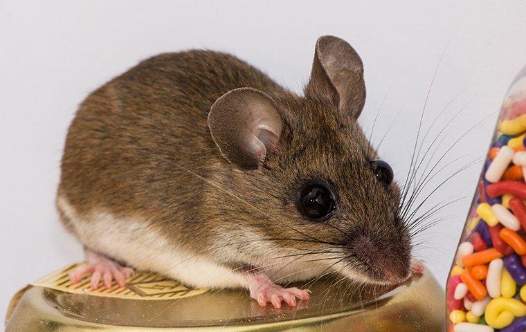 Rodent Rundown: Keeping These Dangerous Pests Away From Your Colorado ...