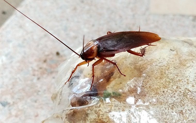 A Complete Guide To Effective Cockroach Removal In Colorado Springs ...
