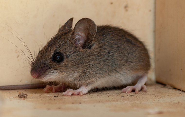 Effective Mouse Management: How To Get Rid Of Mice Safely And Quickly ...