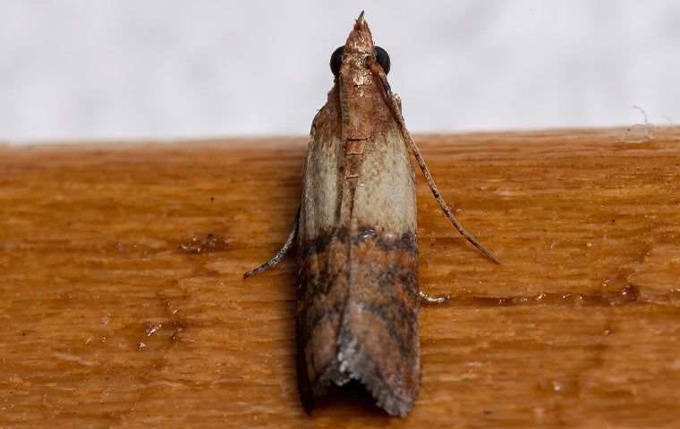 What You Should Know About Indian Meal Moth Control In Colorado Springs ...