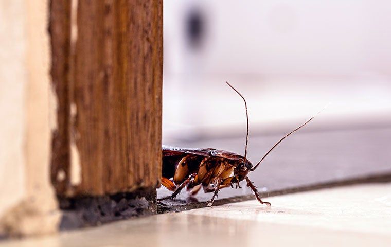 What To Do About A Cockroach Infestation In Your Colorado Springs Home ...