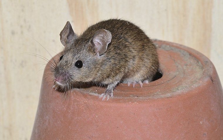 A Quality Rodent Control Solution For Your Colorado Springs Home | High ...