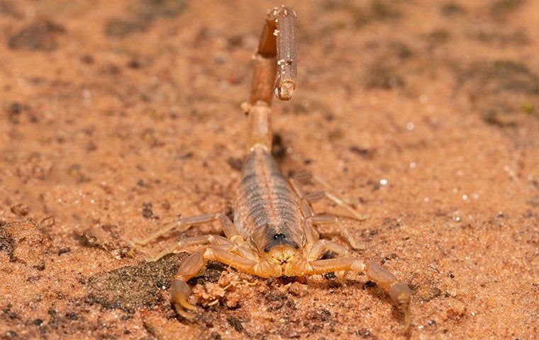 Stop Scorpions In Their Tracks: Top Techniques For Control For Castle ...