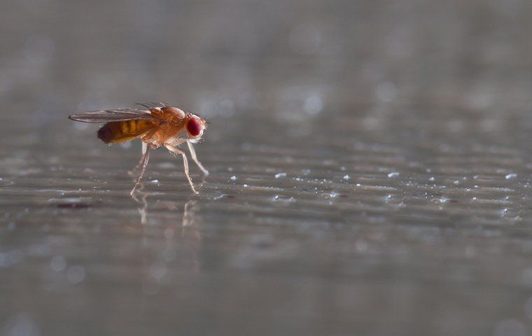 Fly Prevention 101: How To Keep Your Colorado Springs Home Fly-Free ...
